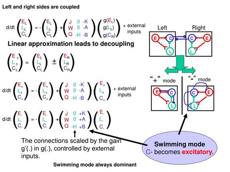 Ppt Computational Understanding Of The Neural Circuit For The Central Pattern Generator For