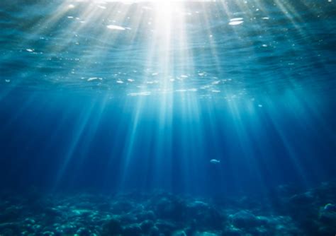 Marine Heatwaves Dont Just Hit Coral Reefs They Can Cause Chaos On