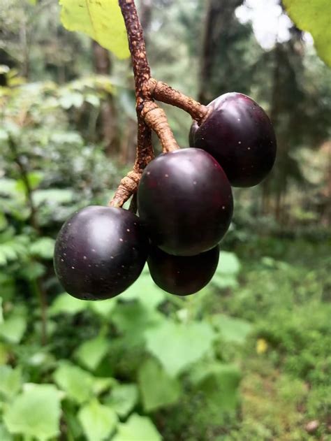 Prunus Napaulensis Tree 胭脂果 粗梗稠李 Exotic Tree Seller