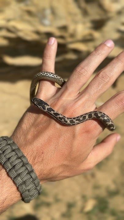 ქვეწარმავლების და მწერების შიში • ურარტუს მცურავი Youtube