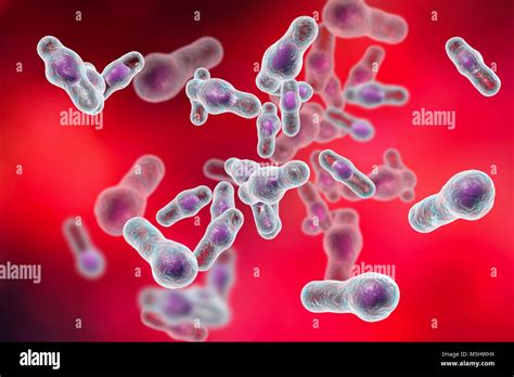Clostridium Difficile Bacteria Computer Illustration C Difficile Is A Normal Inhabitant Of