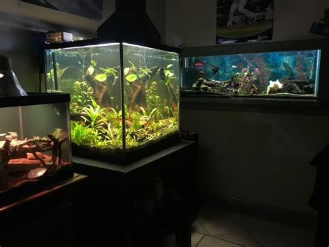 My Two Aquariums And Terrarium 35g Cube Planted 90g Community And A