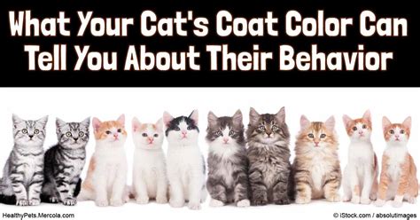 Cat S Coat Colors
