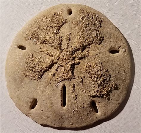 Echinoids Collections The Fossil Forum