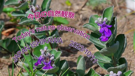 今日の自然観察 Today s nature observation JAPAN ISHIKAWA 2023 10 11 YouTube