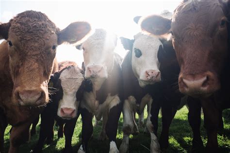 Low Methane Cows Tackle Emissions