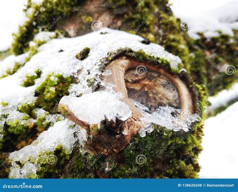 Tree Bark In Winter Stock Photo Image Of Nature Winter 138626048