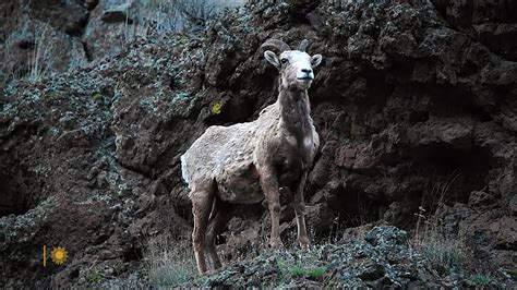 Watch Sunday Morning Nature Rocky Mountain Big Horn Sheep Full Show