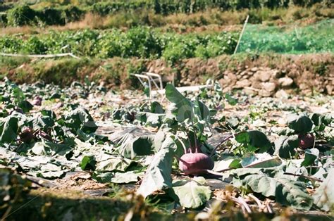 채소 밭 콜라비 순무양배추 구경양배추 사진이미지일러스트캘리그라피 빛을담다작가