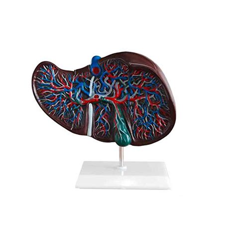 Liver Model Xc 312 Educationalaids By Manoj Stores