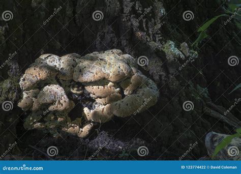 Large Fungus At Base Of Tree Stock Photography CartoonDealer Com 123774422