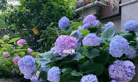 家居种植绣球花的技巧从选种到养护让绣球花盛开在您的家里 室内盘栽 繁趣花卉网