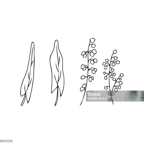 하얀 배경에 고립된 소렐 식물과 꽃 벡터 손으로 그린 일러스트레이션 장식용 허브 낙서 초원 디자인 화장품용 라인 아트 의료용 허브 자연 의학 주방 비건 메뉴 건강한 식생활에