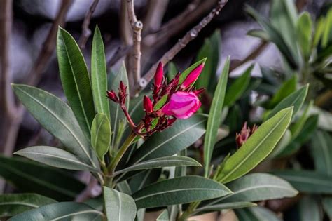 Page 10 Aplonis Panayensis Images Free Download On Freepik