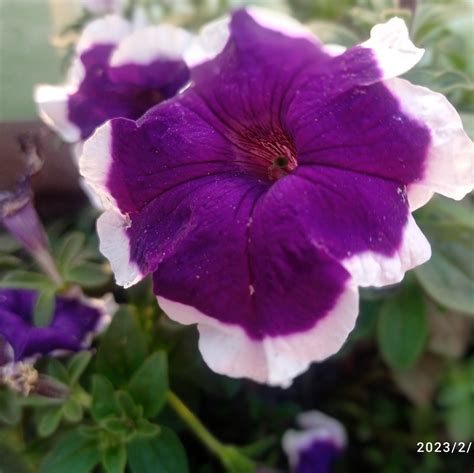 Flower Dataset Kaggle