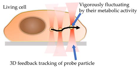 Applied Sciences Free Full Text Optimization Of Optical Trapping And Laser Interferometry In