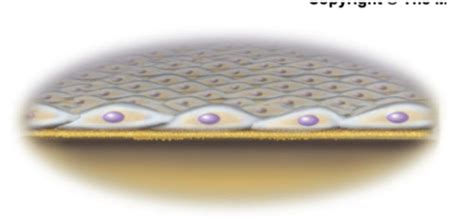 Ch Cellular Form And Function Book Questions Flashcards Quizlet