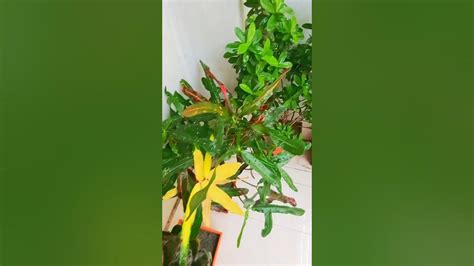 আমার অক্সিজেন ️🌿 Nature Plants Bangladeshisbeautiful Gardening Flowers Youtube