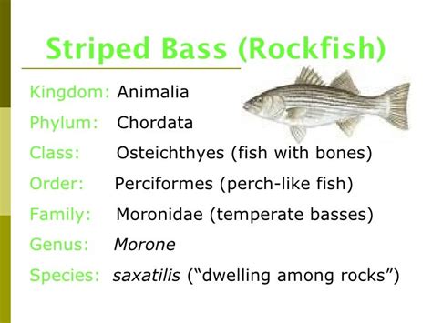 Classification20 Powerpoint 1