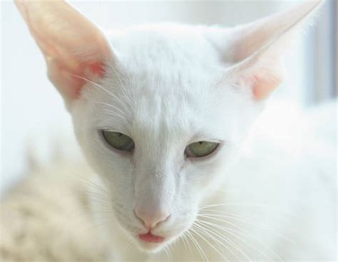 14 Oriental Shorthair Colors And Patterns With Vet Reviewed Info
