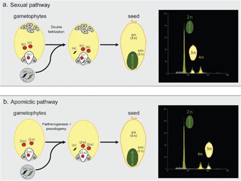 Flow Cytometry Applied To Plant Reproductive Biology American Laboratory