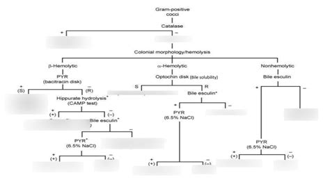 Microbiology Strep Id Chart Diagram Diagram Quizlet