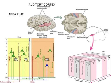 Ppt Auditory Physiology Powerpoint Presentation Free Download Id