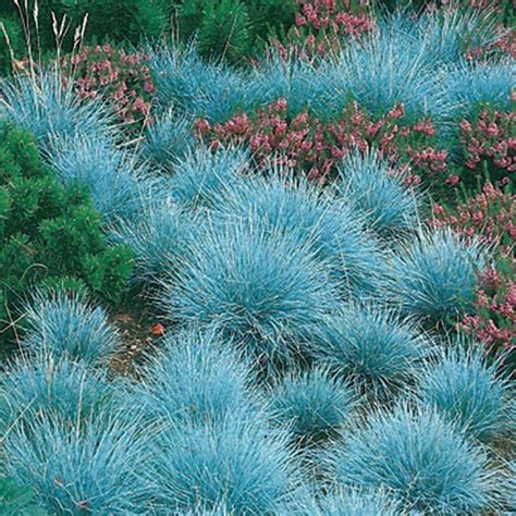 Blue Fescue Festuca Glauca Flower Fescue Premierseedsdirect