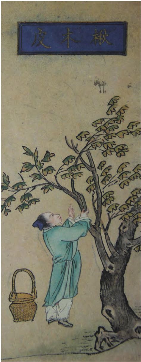 楸木皮 中药学 医学