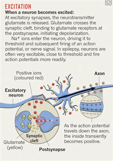 Difference Between Prokaryotic And Eukaryotic Flagella Artofit