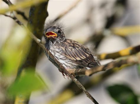 House Sparrow Nesting Behavior Eggs Location Birdfact