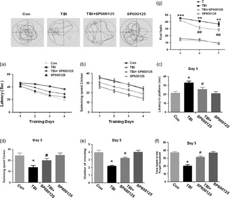 Treatment With Sp600125 Reversed Cognitive Deficits In Tbi Mice Download Scientific Diagram
