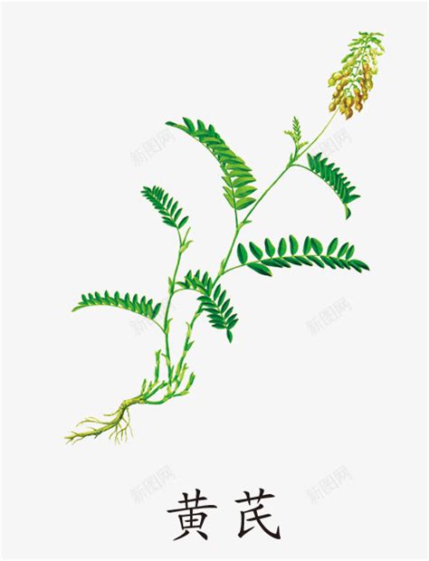 中药材黄芪png图片免费下载 素材7qqkukpqp 新图网