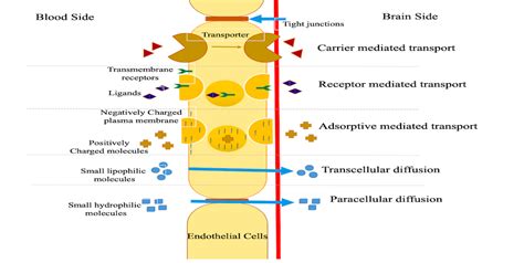 B3pdb A Database Of Blood Brain Barrier Penetrating Peptides