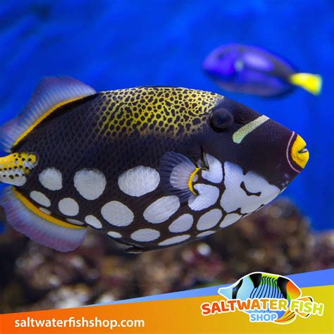 Clown Triggerfish Archives Blue Tang Clownfish And Angelfish For