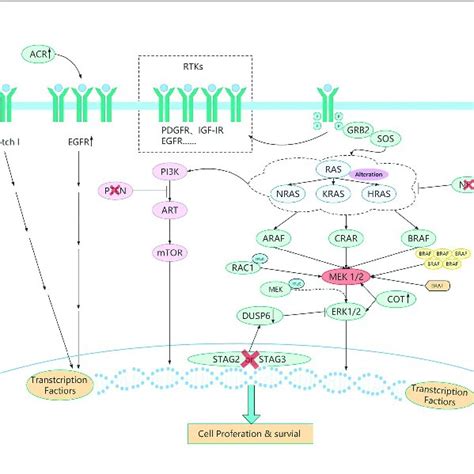 Timeline Of Key Events In Braf Signaling Research Download Scientific Diagram