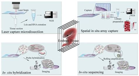 Advances And Challenges In Spatial Transcriptomics For Developmental Biology