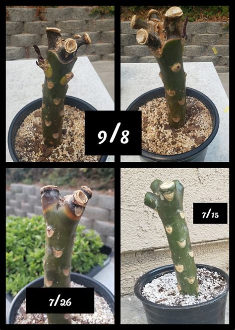 Mid Cutting Progression Info In Comments Rplumeria
