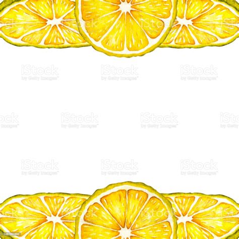 수채화 프레임 레몬 슬라이스입니다 하얀 배경에 분리된 노란 감귤류의 손으로 그린 식물 그림 디자인 및 장식용 클립 아트 개체 패키지 카드 감귤류 과일에 대한 스톡 벡터 아트