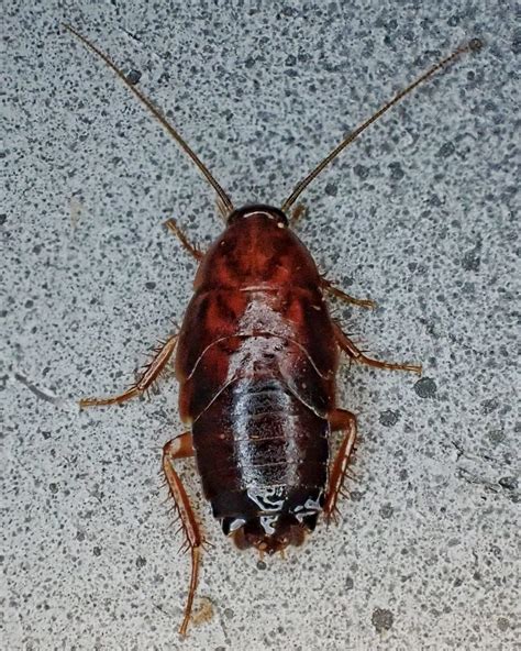 Parcoblatta Americana Western Wood Cockroach 10 000 Things Of The