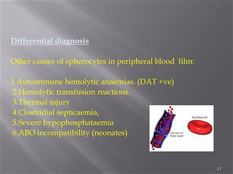Tabuk University Hematology 1 Mlt 205 Hereditary Spherocytosis Ppt