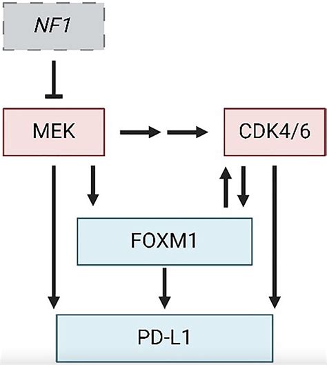 Foxm1 And Pd L1 In Cdk4 6 Mek Resistance In Nerve Tumors Oncotarget
