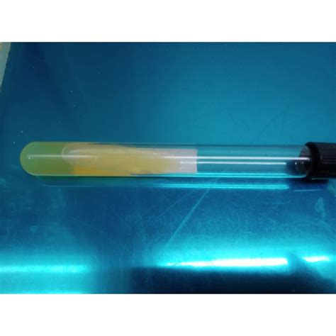 Jual Pseudomonas Aeruginosa Shopee Indonesia