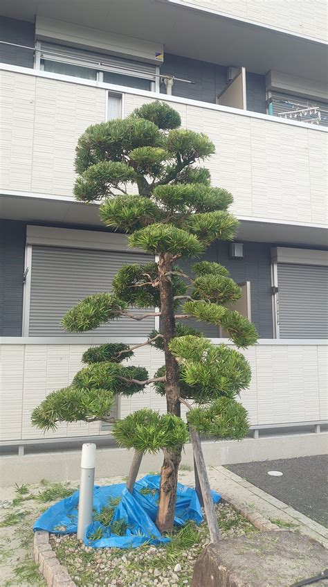 アパートの一角にあったマキ ラカンマキ の庭木を芸術的にしてくれました｜愛知県長久手市 ｜ 庭光芒【豊田市・岡崎市の庭木剪定・伐採・草刈りお任せ下さい】