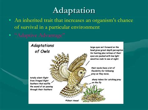 Ppt Theories Of Evolution Powerpoint Presentation Free Download Id3066314