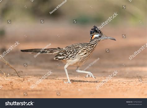 Roadrunner Habitat