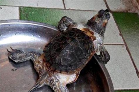 What Does A Turtle Look Without Its Shell Robert Medeiros Torta Nuziale