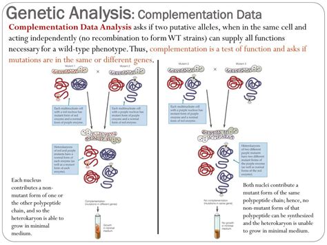 ppt genes genomes and genetic analysis powerpoint presentation free