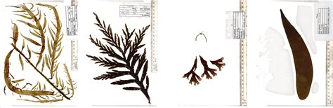 An Bui Marine Macroalgae Functional Traits