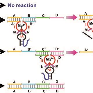 Schematic Representation Of The XOR Logic Gate That Consists Of The Download Scientific Diagram